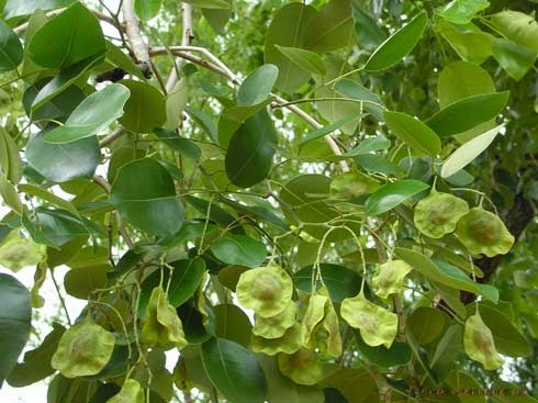 Mesha Rashi Tree – Which is the tree associated with Mesha Rashi Born ...