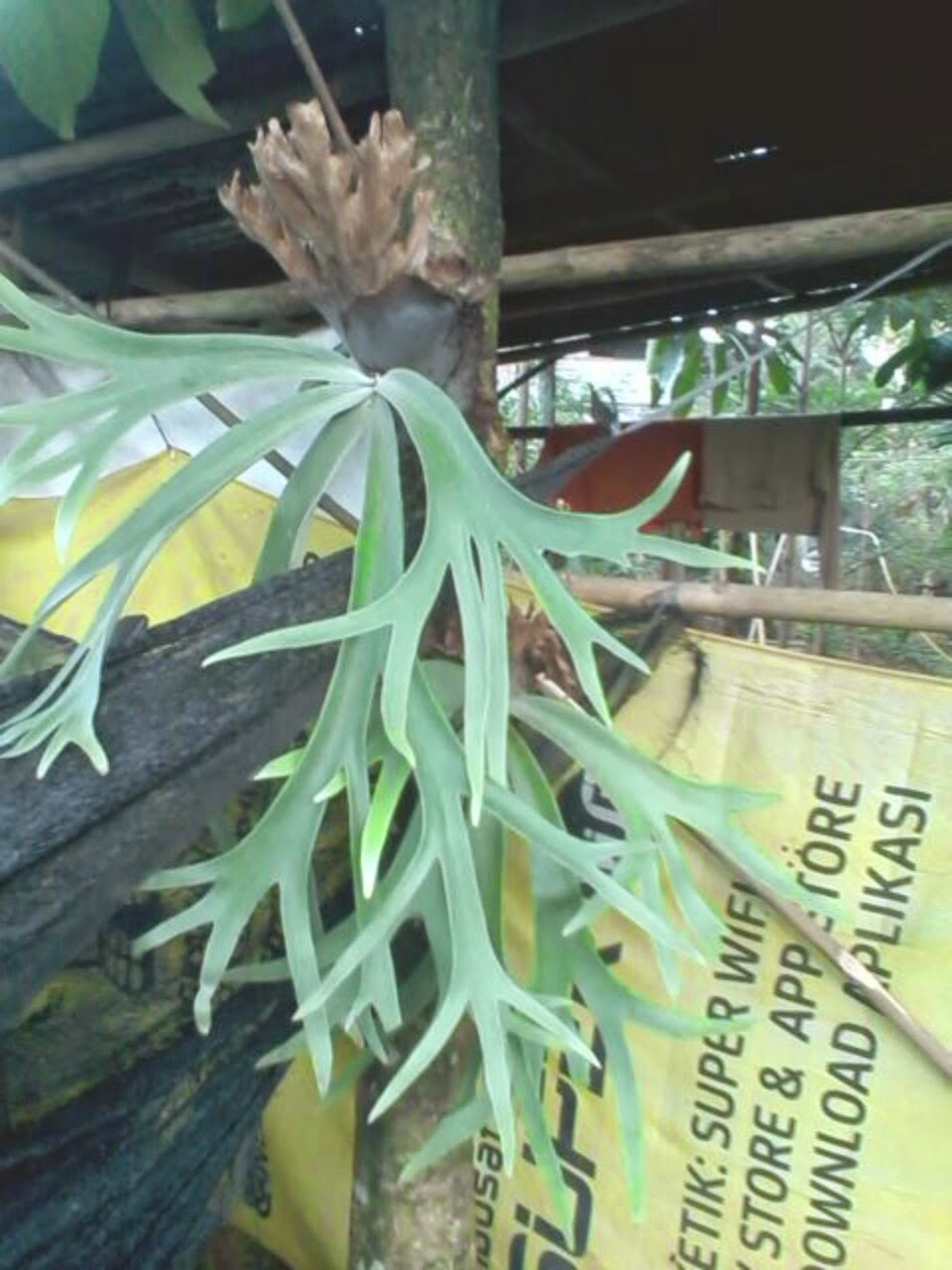 Jual Tanaman Tanduk Rusa | Platycerium coronarium | Habiban Plants