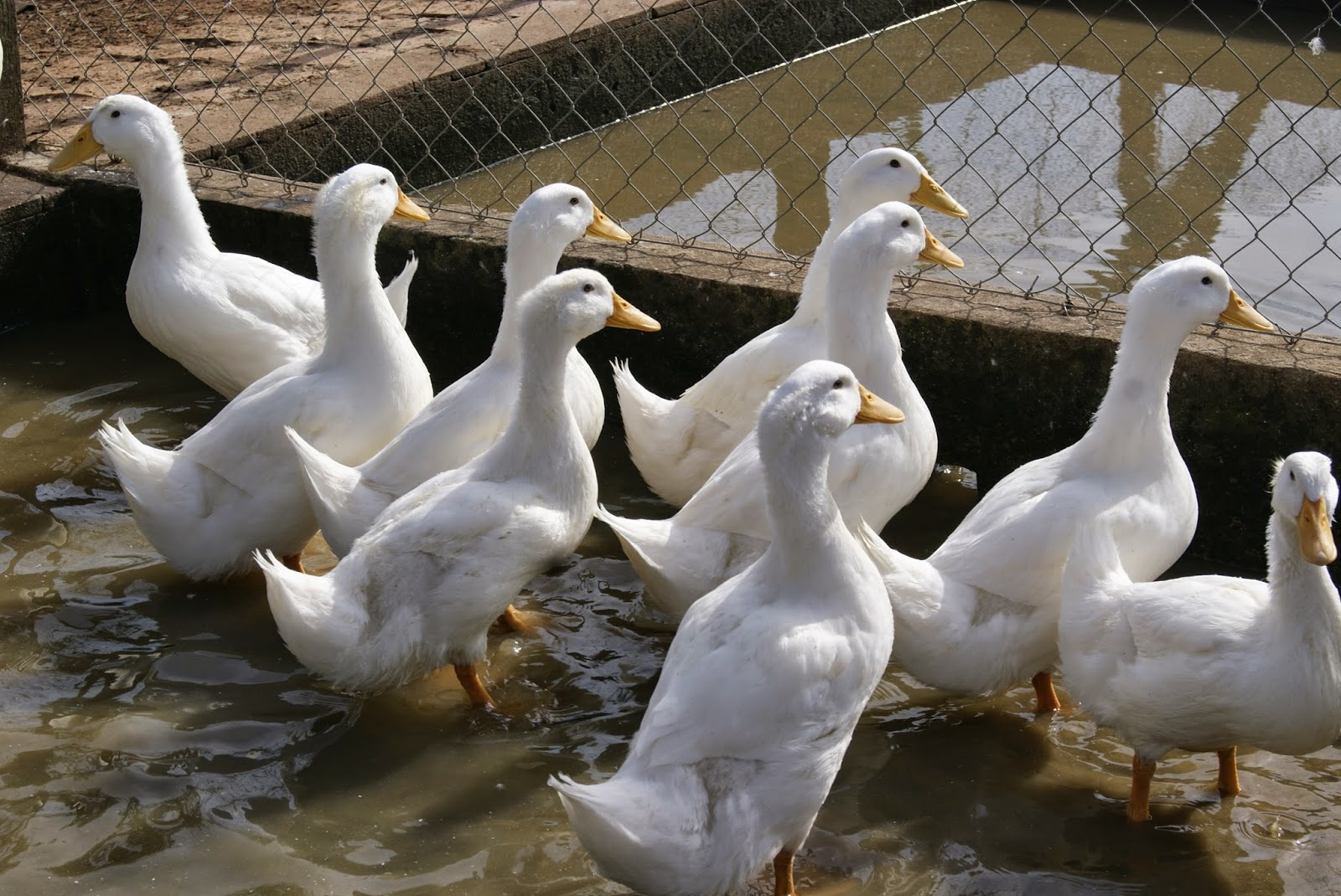 Dirección de Extensión Agraria (DEAg/MAG)