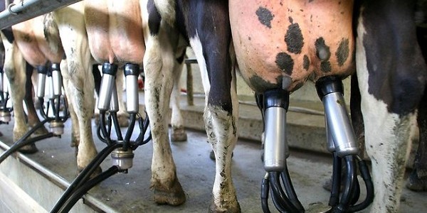 Juragan susu sapi asli: JUAL SUSU SAPI ASLI - SOLO | 08563719900