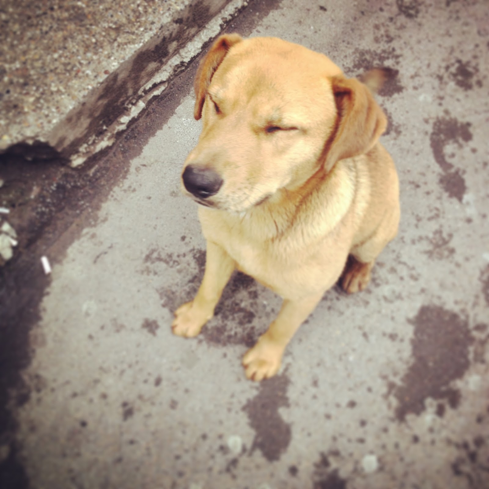 Pound Dogs Toronto Animal Services - dog adoption - animal shelter