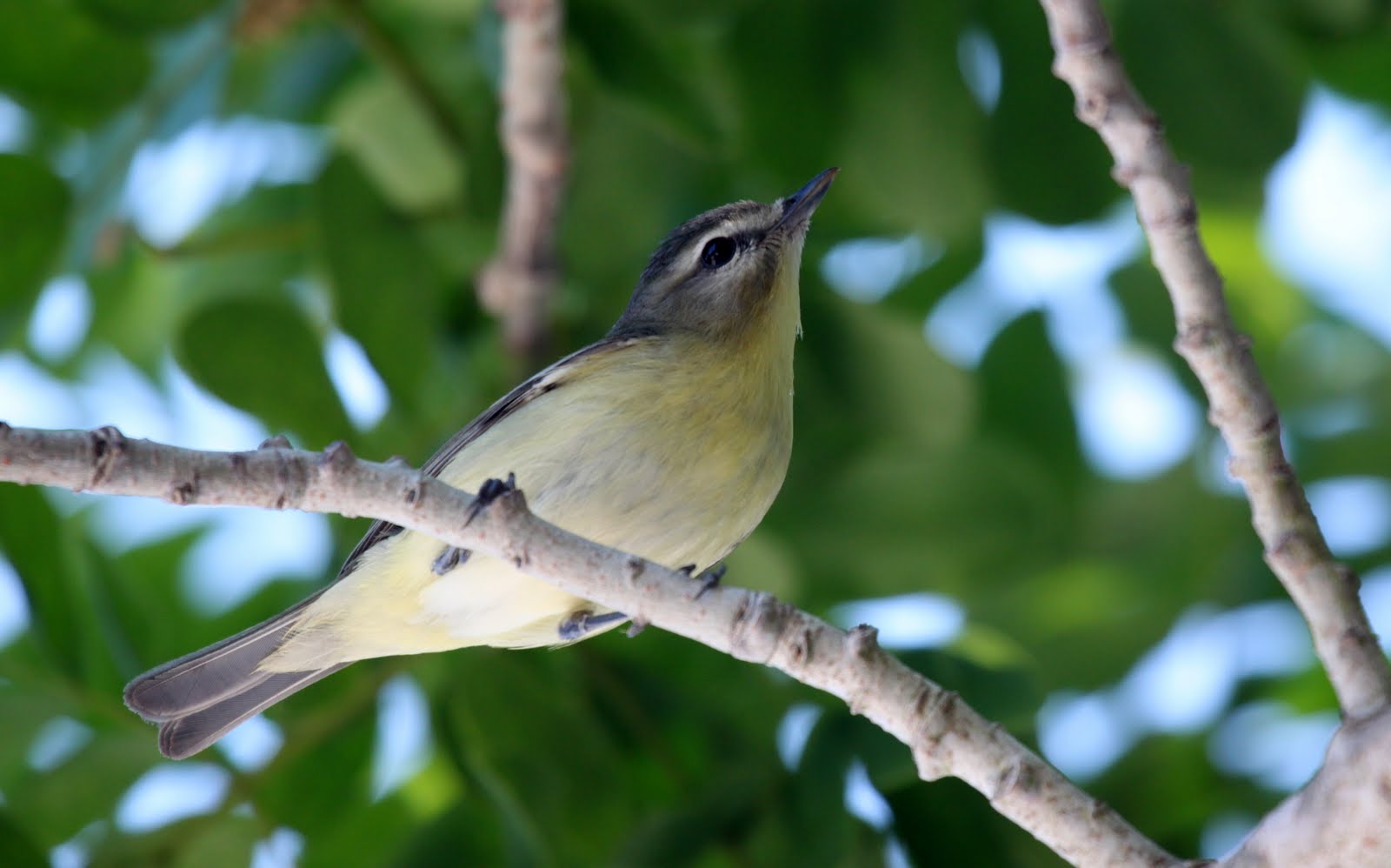 Bird Haiku: Philadelphia Vireo