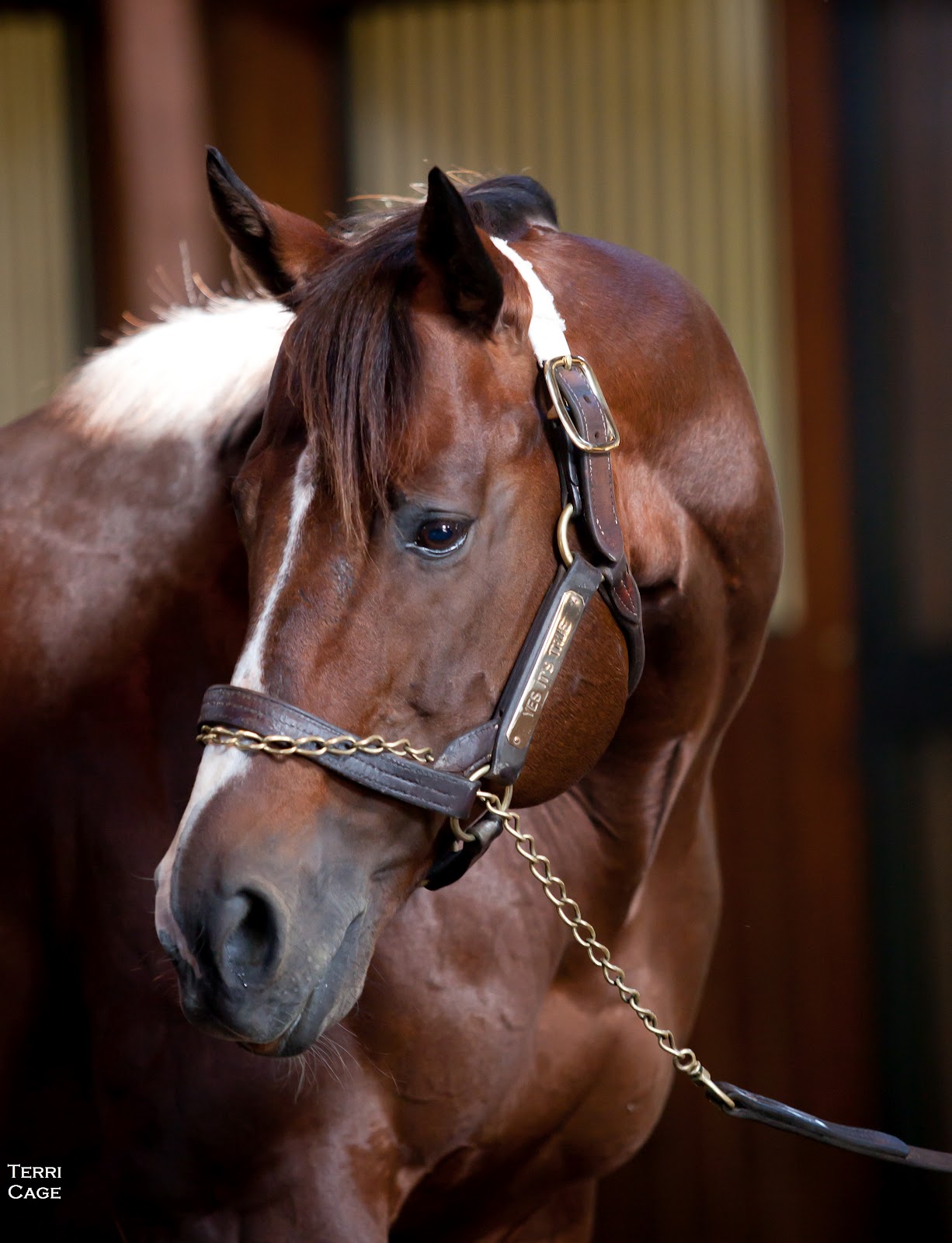 Past the Grandstand: Stallion Feature: Yes It's True