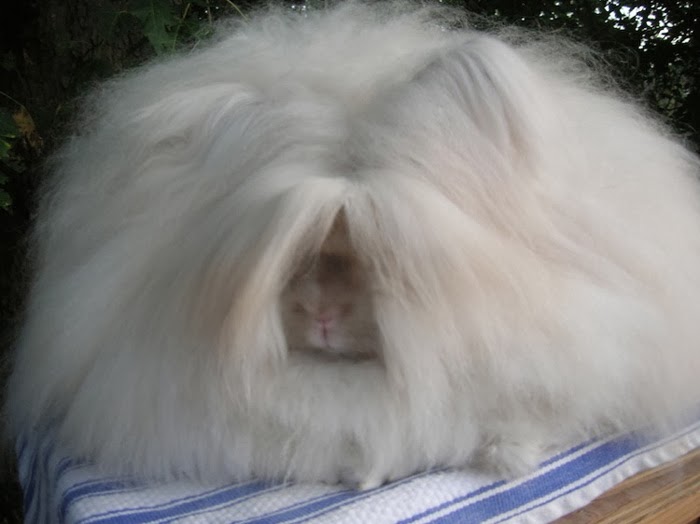 Cute Funny Animalz: Funny Angora rabbit
