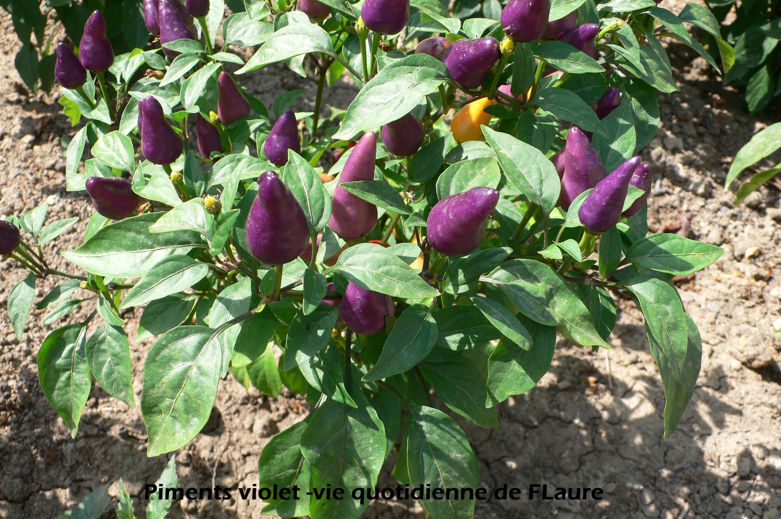 Coup de coeur: association KOKOPELLI-SEMENCES