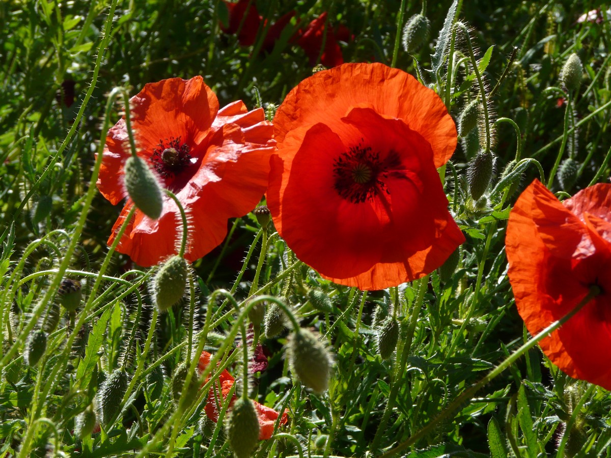 Montreur d'images: Les coquelicots