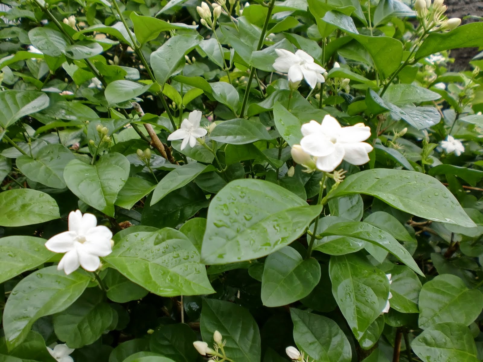 Tanaman Melati - Homecare24