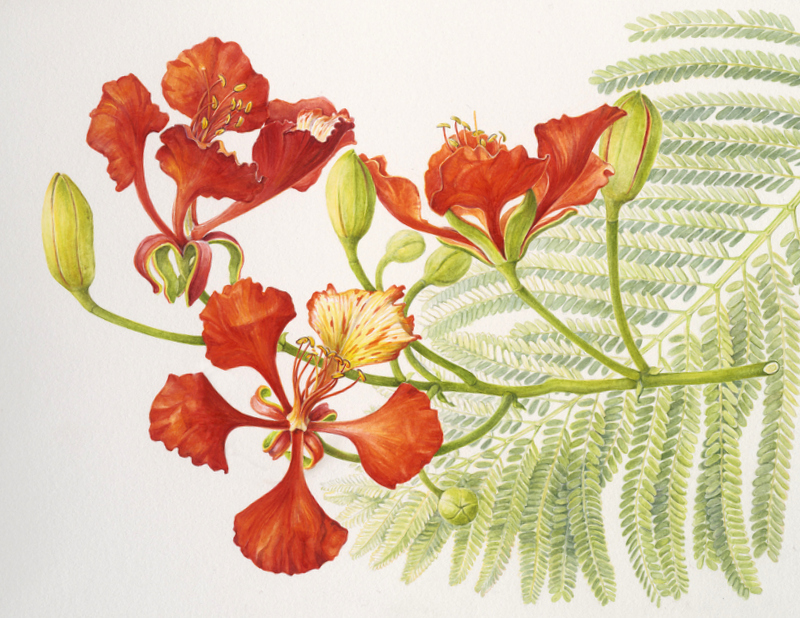 Botanical Sketches and Other Stories: Flaming Hot