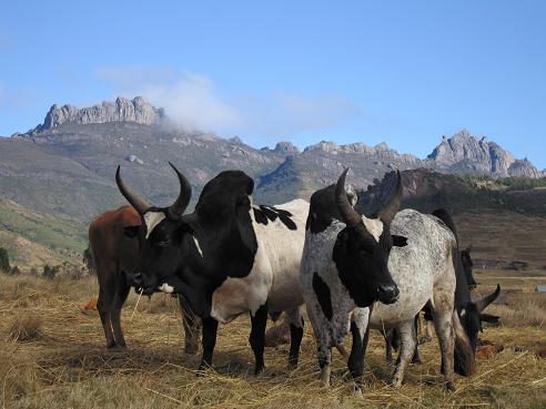 Zebu | The Life of Animals