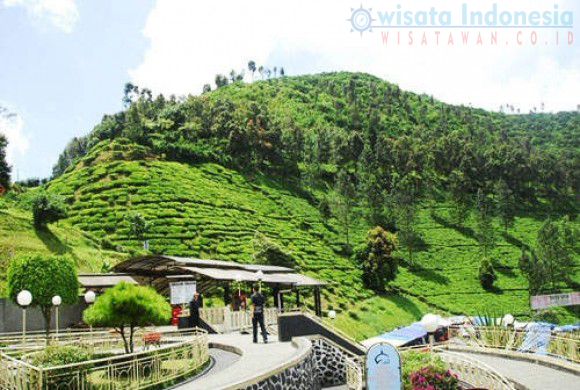 Wisata Agro Gunung Mas Puncak Bogor