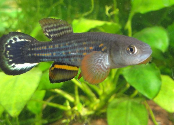 Bolivian Killifish