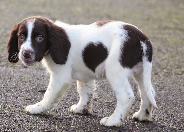 Life Is Like a Library: A (Jewish) Dog's Life