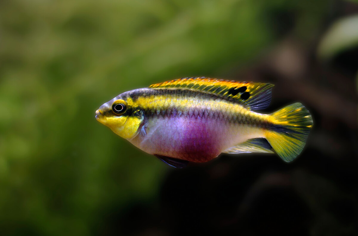 How to Maintain Cichlids in the Aquarium - fish-hobbyist