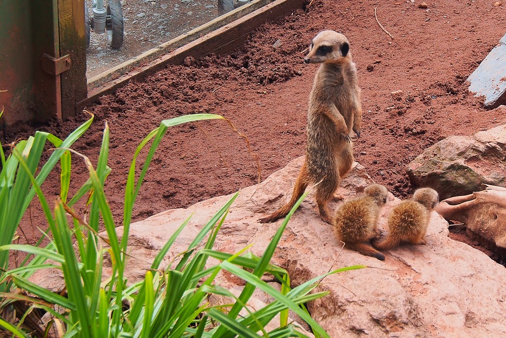 Vedruna in Exeter: DARTMOOR ZOO AND PLYMOUTH