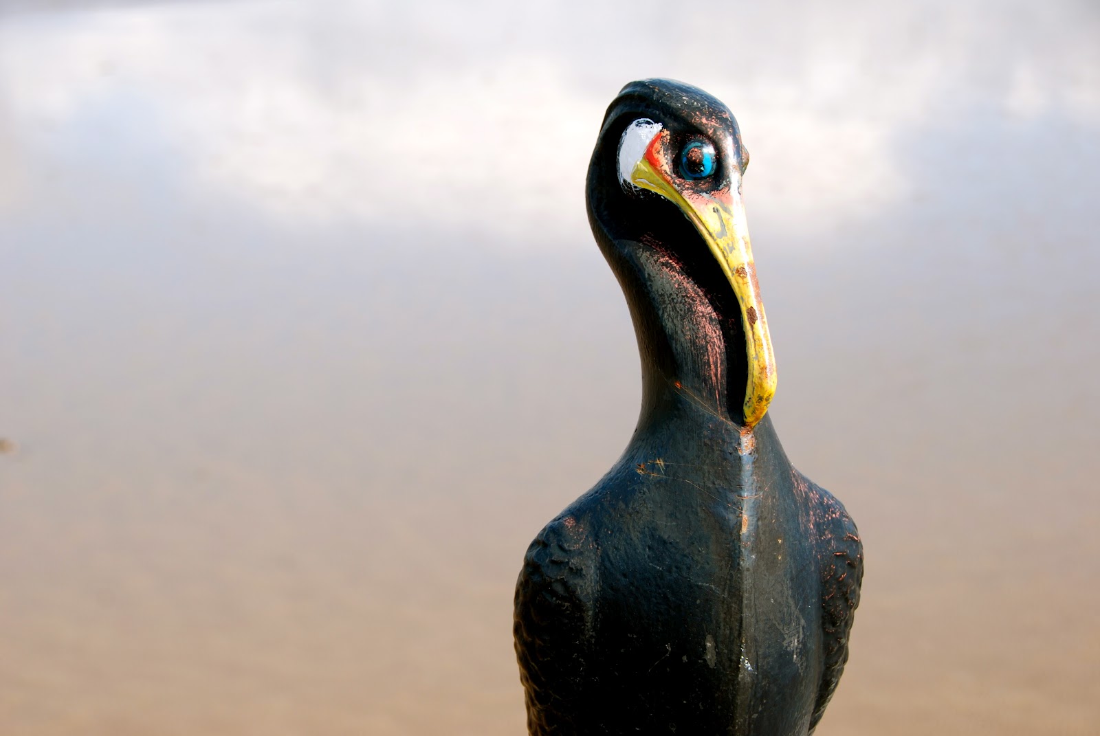 imac's Photos from the Minds Eye: The Birds of Morecambe Bay?