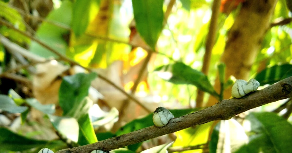 Tri Retno Widyastuti