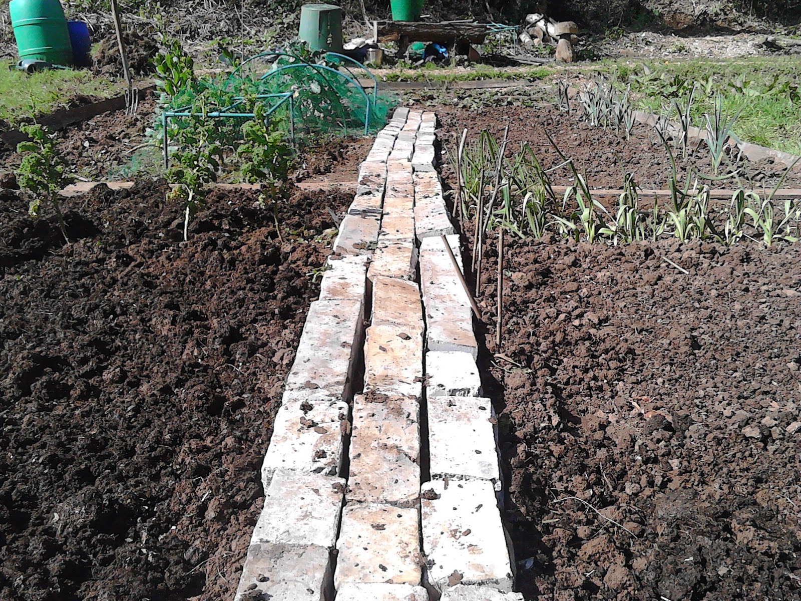 The Green Fingered Blog: Paths for the allotment - Hello yellow(ish ...