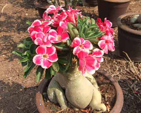 PENGENALAN ADENIUM ~ ADENIUM