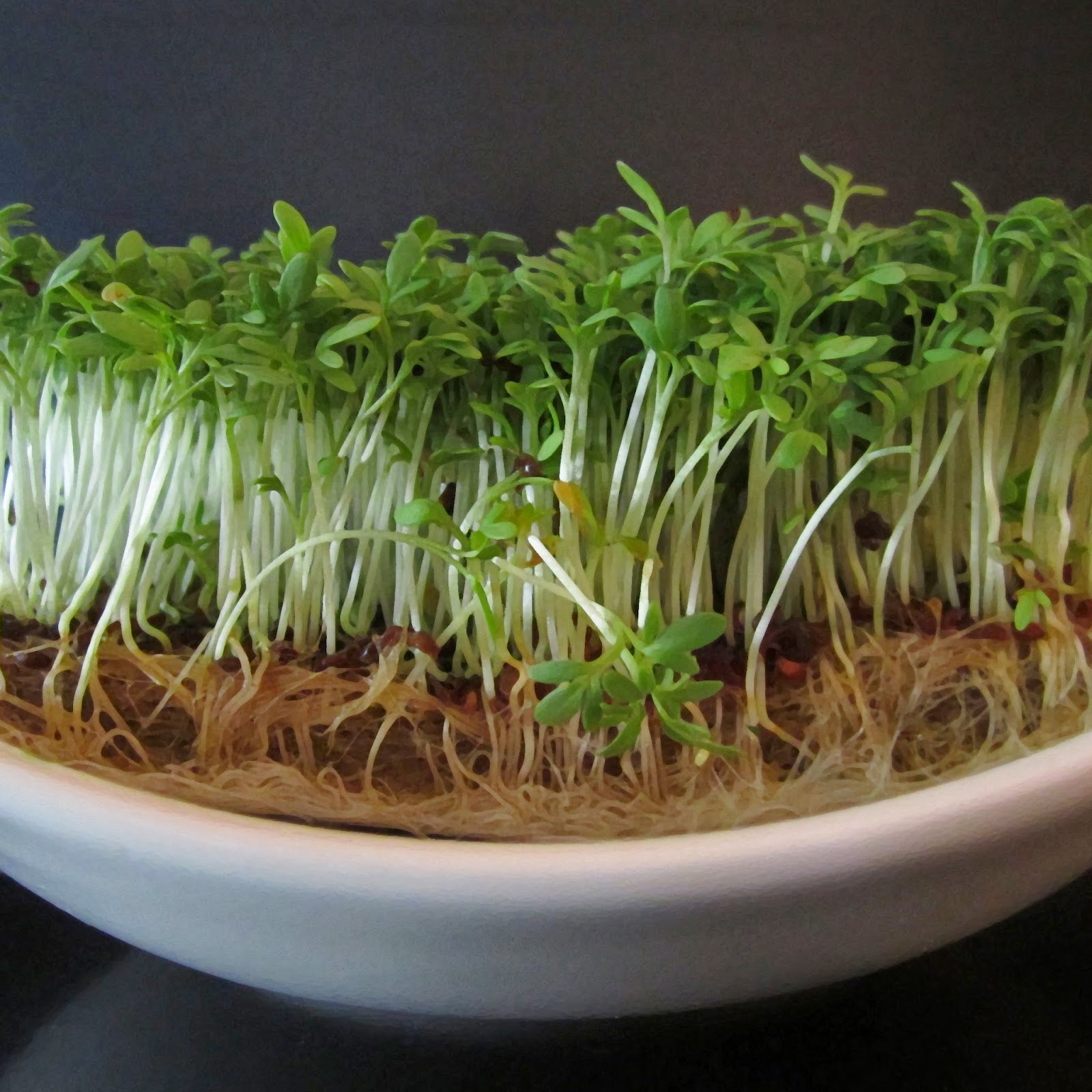 By Marloes Thuis: Tuinkers, een geliefd kruid