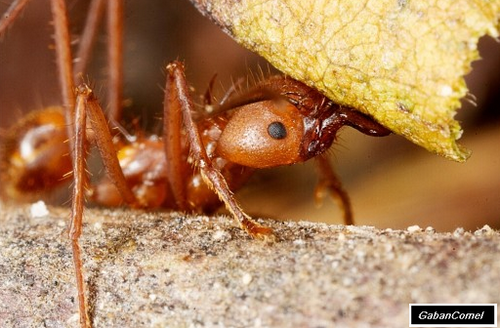 Semut Luar Biasa Pantas Mengigit di Dunia - Gaban Comel