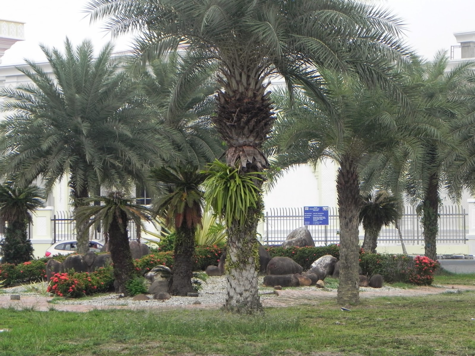 Reaktif: Pokok Khurma Terabai