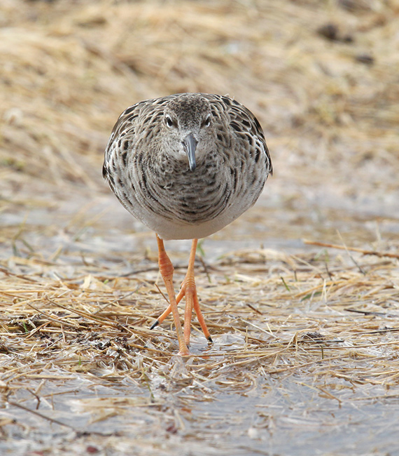 The Bruce Mactavish Newfoundland Birding Blog: Mid March Ruff ...