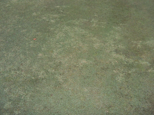 Saltene and Couch Grass