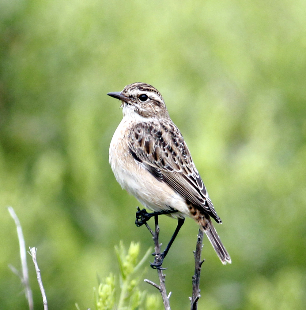 Another Bird Blog: Greece - Still Birding