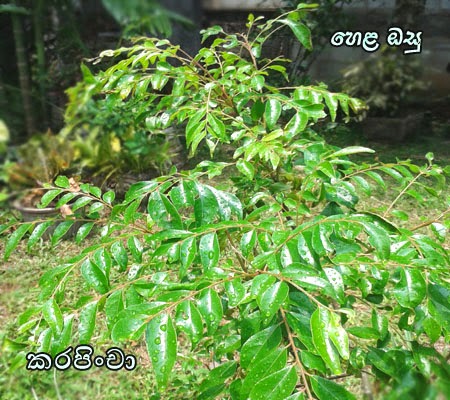 Hela osu: කරපිංචා (karapincha)