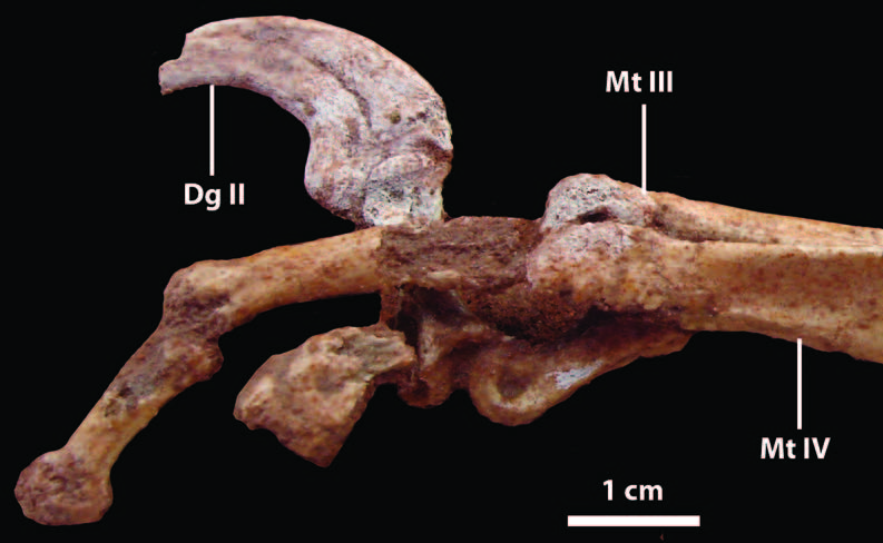 Waxing Paleontological: Lesser-Known Running Lizards (minor update at ...