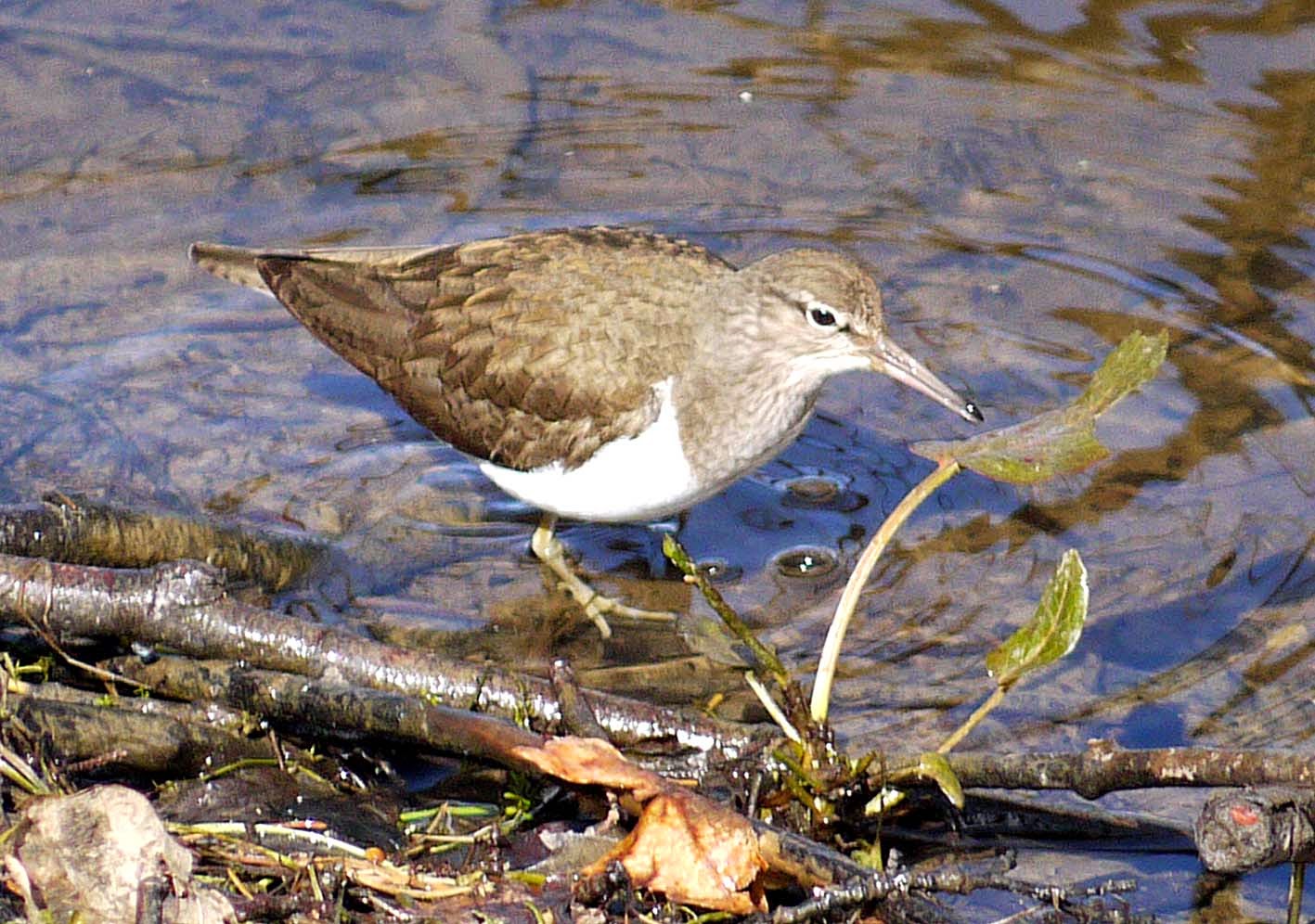 CABINET OF CURIOSITIES: Common sandpiper