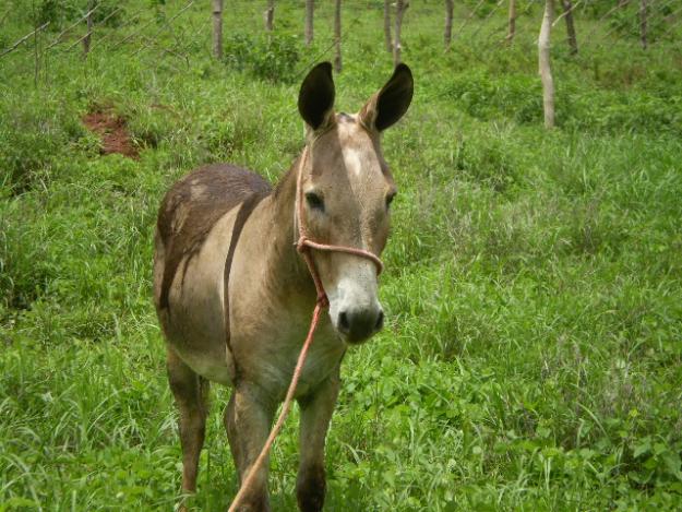 Blogando com Bebeth: Conhece a história do Jumento?