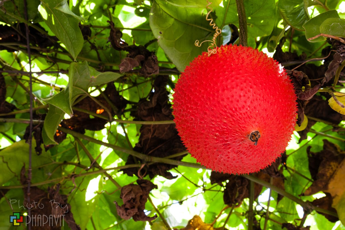 สวนสุภัทราแลนด์ (Suphattra Land) สวนบุฟเฟ่ต์ผลไม้ - ที่เที่ยวบล็อก