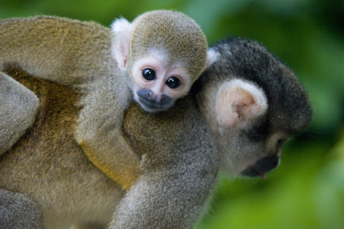 Squirrel Monkey | The Life of Animals