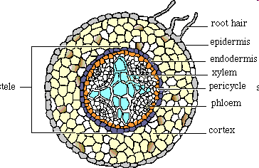 Struktur dan Fungsi Jarigan Tumbuhan