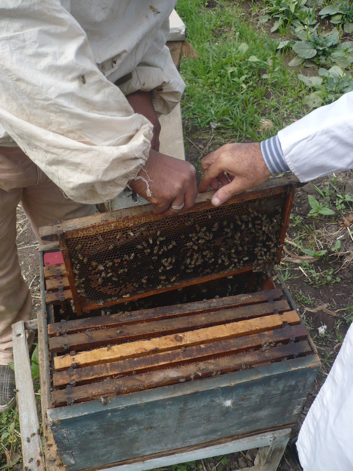 A Detour by Way of the Beehive: Modern Egyptian Beekeeping (in Pictures)