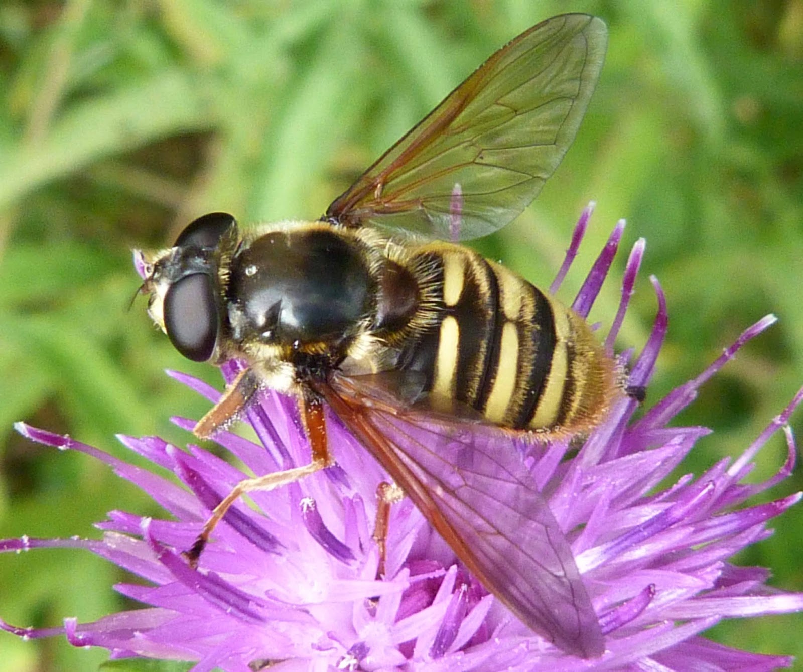 Insects of Scotland: Hoverflies