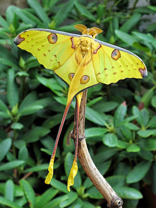 Animales curiosos por el mundo: INSECTOS RAROS Y ASOMBROSOS (1ª entrega)