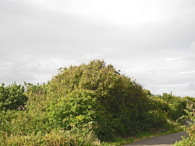 LOOSE AND LEAFY in DORSET: WHAT IS THIS TREE?