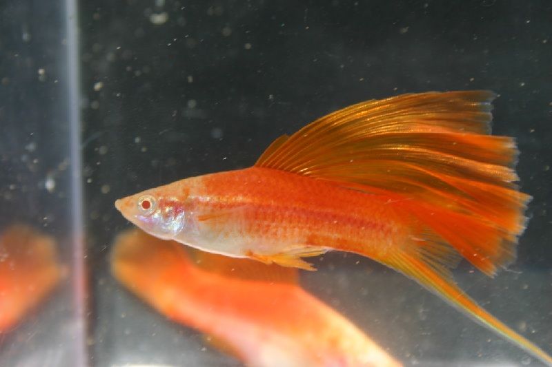 Budidaya Ikan Platy Pedang (Swordtail)
