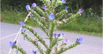 traitements bios: Les bienfaits de vipérine vulgaire…