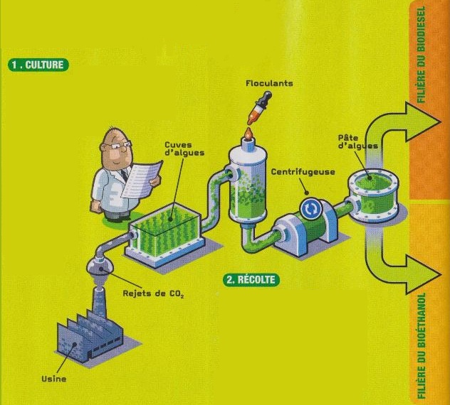 L'algocarburant est-il un biocarburant viable capable de remplacer le ...