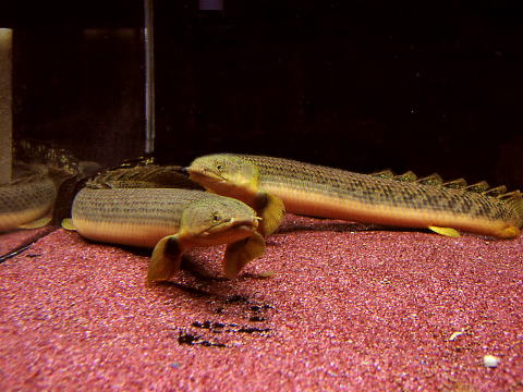 Mania de Aquário: Polypterus sp.