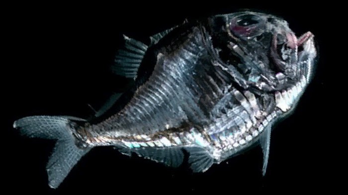 5 Makhluk Laut Paling Aneh di Dunia ~ pospopulers