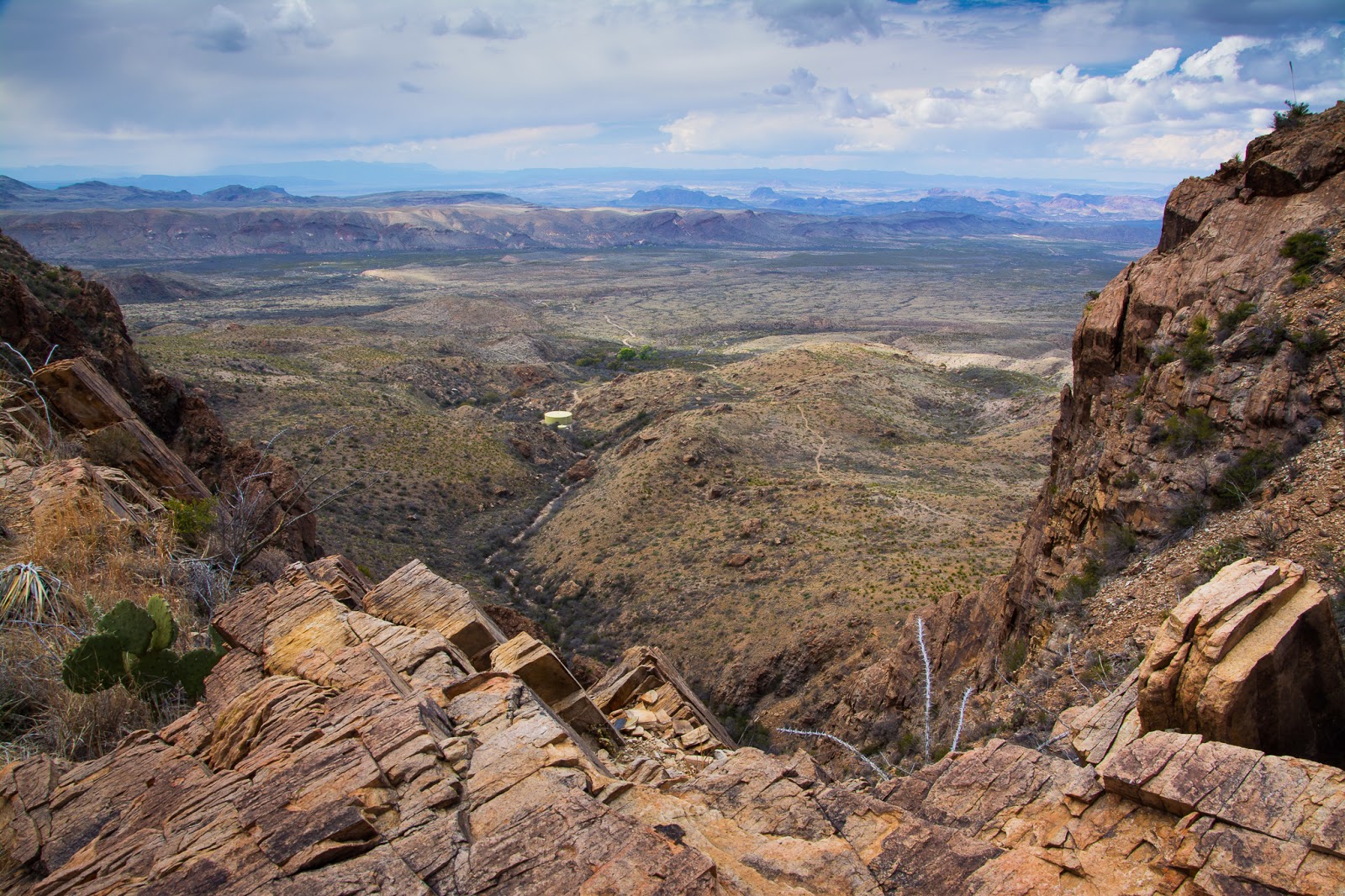A Tree Falling: Big Bend National Park: Window Trail