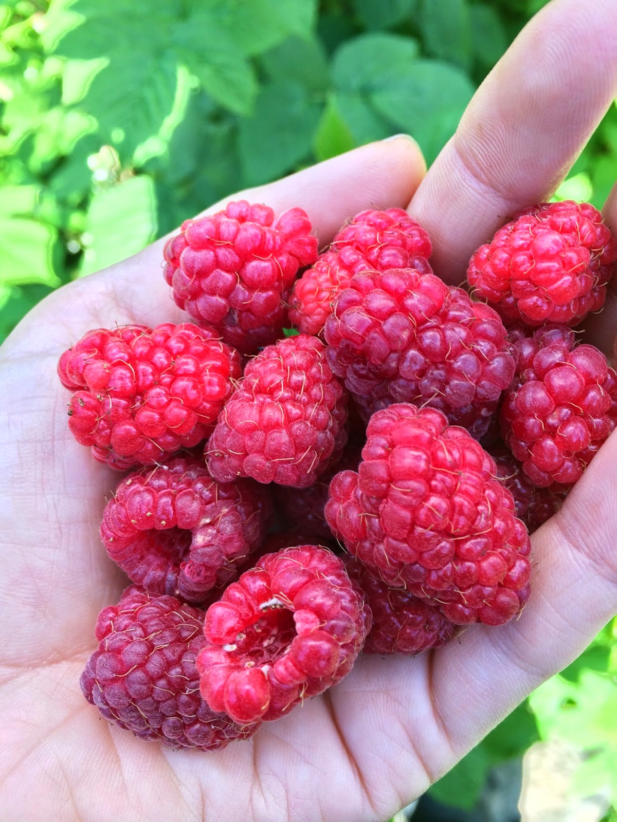 queen ketchup: Raspberries, raspberries & more raspberries