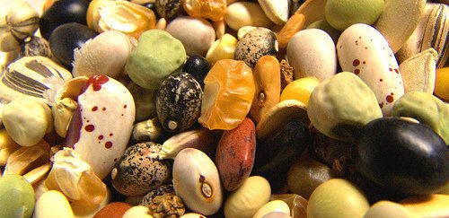 FORESTRY - LEARNING: PEOPLE USE SEEDS | Seeds serve as a major source ...