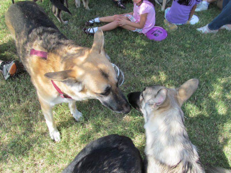 Sparta ISSA Shiloh Shepherds