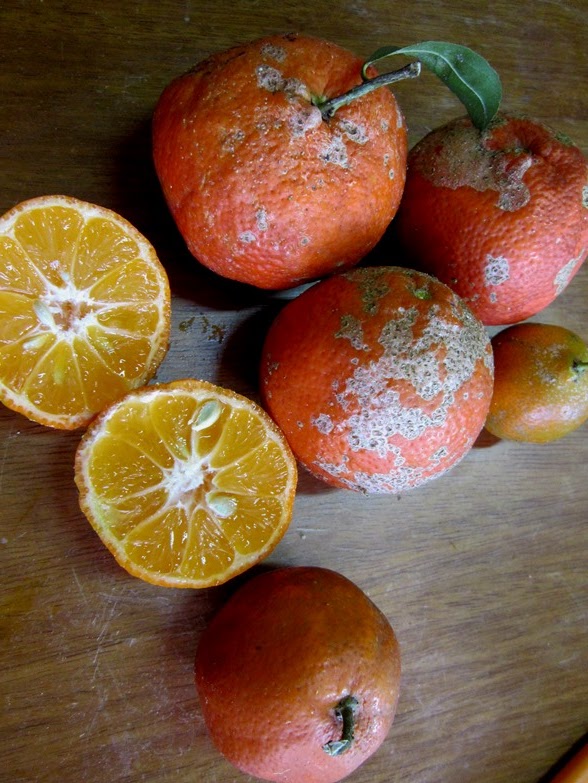 Musse de Limão ~ A Rosa na Janela