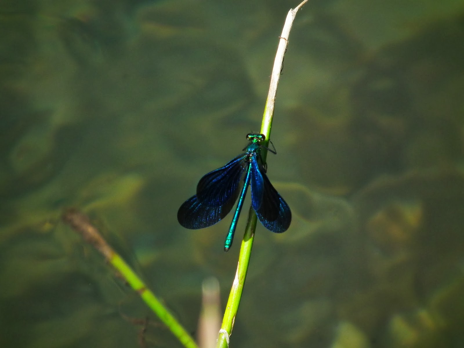 Bucólico Anónimo : Libélulas e libelinhas